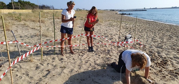 Tornano a nidificare le tartarughe Caretta nella spiaggia di marina di ...